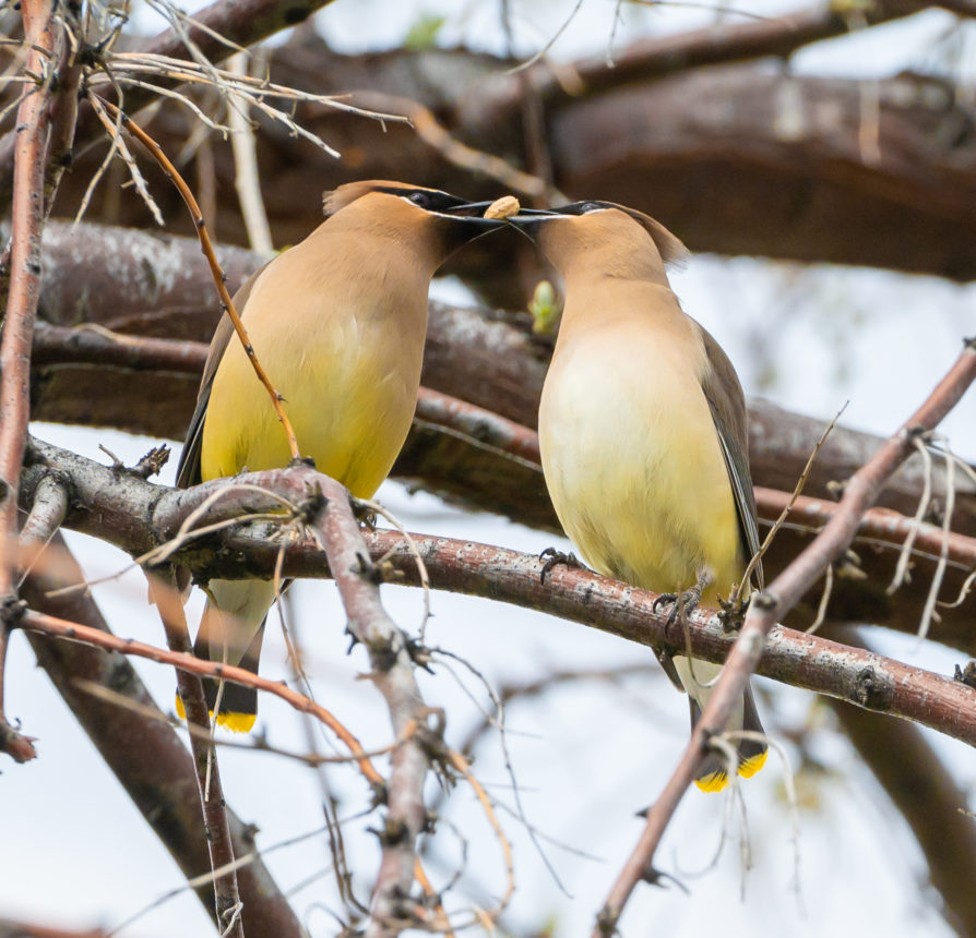 Get to Know the Birds of Helena | Visit Helena, Montana