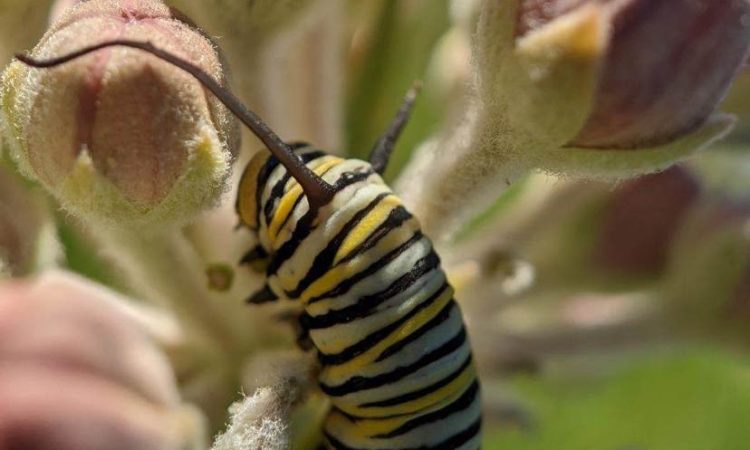 August Insect Diversity Walk | Visit Helena, Montana