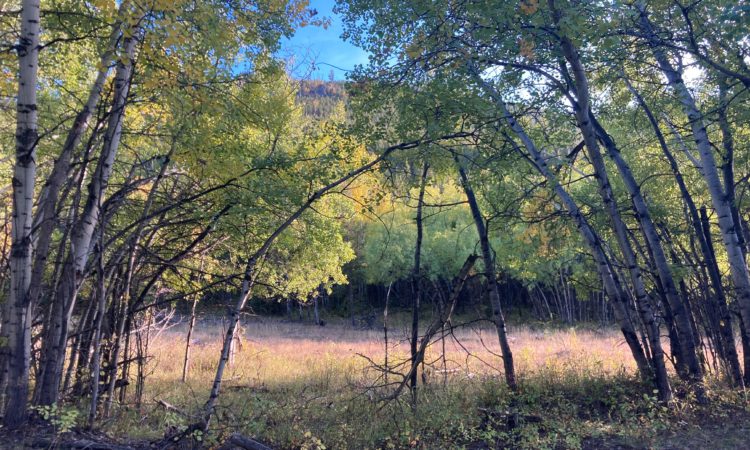 Top Fall Foliage Hikes Near Helena | Visit Helena, Montana