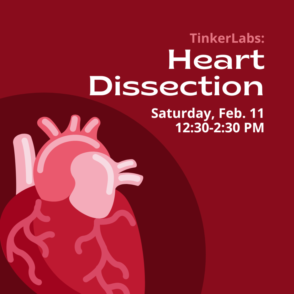 ExplorationWorks TinkerLabs: Heart Dissection | Visit Helena, Montana