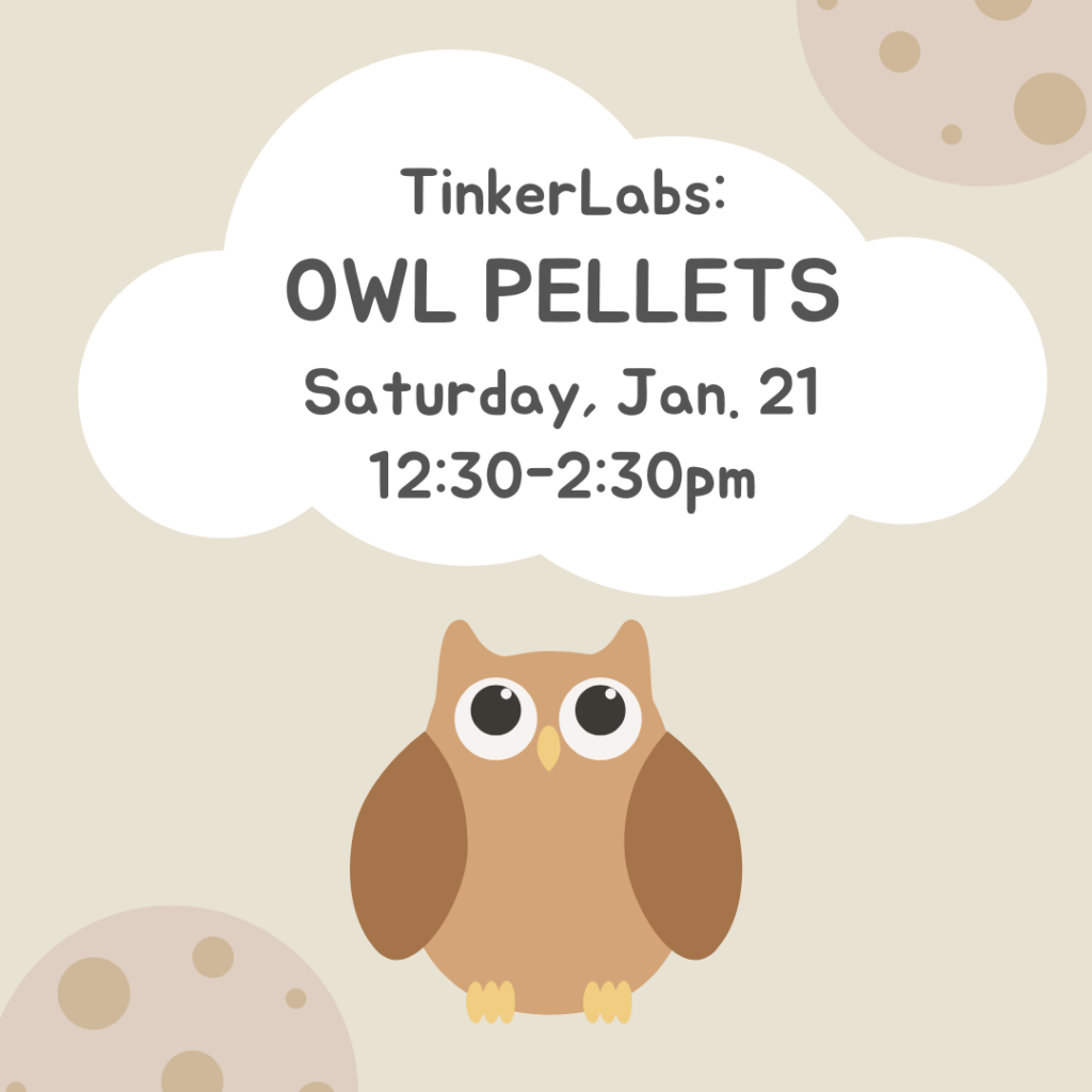 ExplorationWorks TinkerLabs: Owl Pellets | Visit Helena, Montana