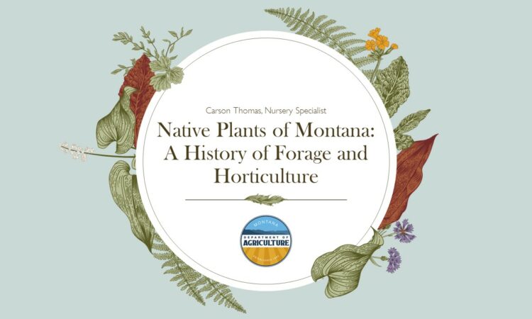 Native Plants of Montana: A History of Forage and Horticulture | Visit ...