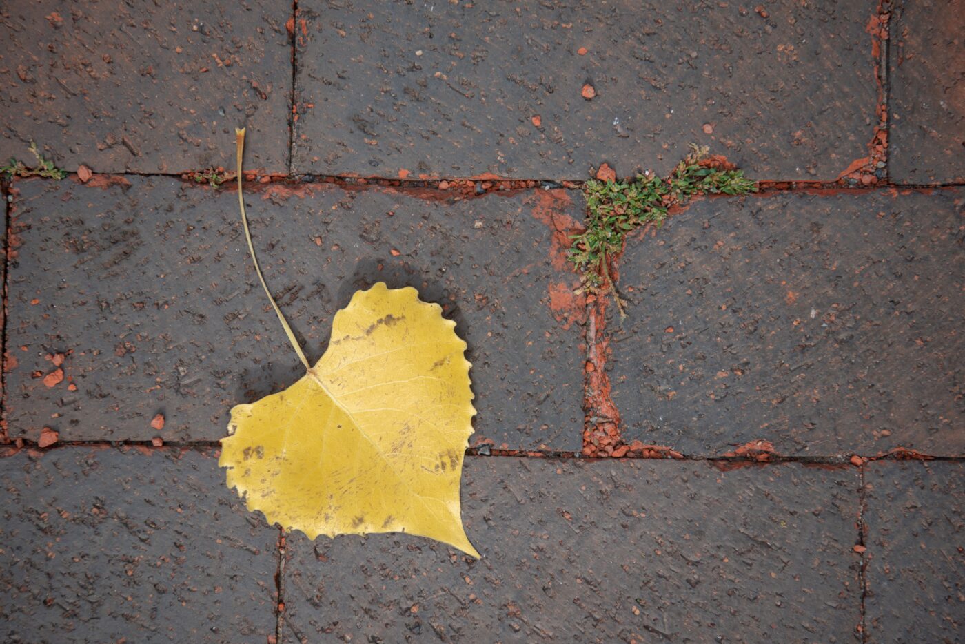 Fall Colors and Side Quests | Visit Helena, Montana